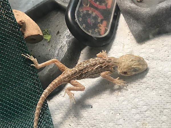 Underground Reptiles Reviews - 610 Reviews of Undergroundreptiles.com ...