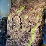 Underground Reptiles Reviews - 656 Reviews of Undergroundreptiles.com ...