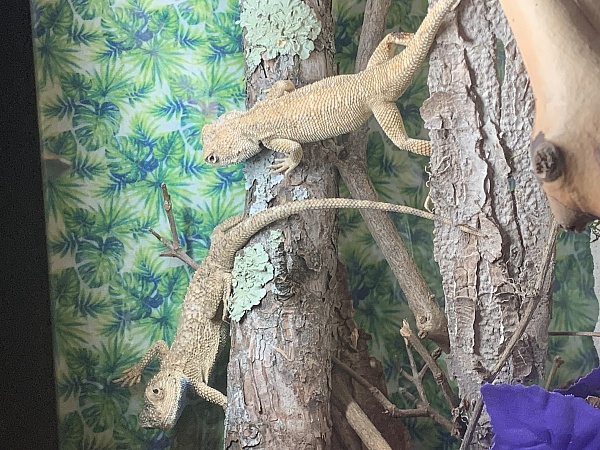 Underground Reptiles Reviews - 677 Reviews of Undergroundreptiles.com ...