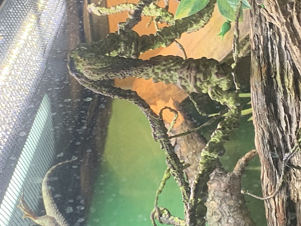 Underground Reptiles Reviews - 677 Reviews of Undergroundreptiles.com ...