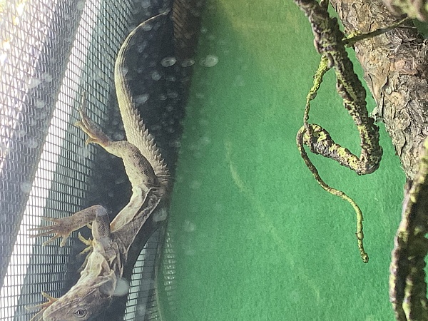 Underground Reptiles Reviews - 673 Reviews of Undergroundreptiles.com ...