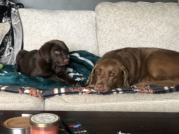 Lancaster Puppies Reviews - 14 Reviews of Lancasterpuppies.com | Sitejabber