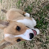 Lancaster Puppies Reviews - 148 Reviews of Lancasterpuppies.com ...