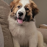 Lancaster Puppies Reviews - Read 41 Customer Reviews of Lancaster ...