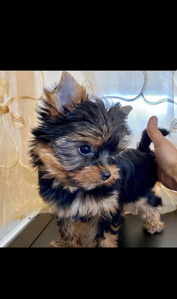 Lancaster Puppies Reviews - 129 Reviews of Lancasterpuppies.com ...