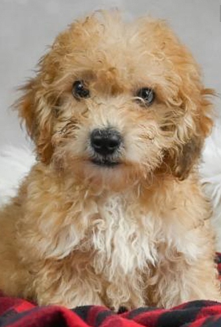 Lancaster Puppies Reviews - 136 Reviews of Lancasterpuppies.com ...