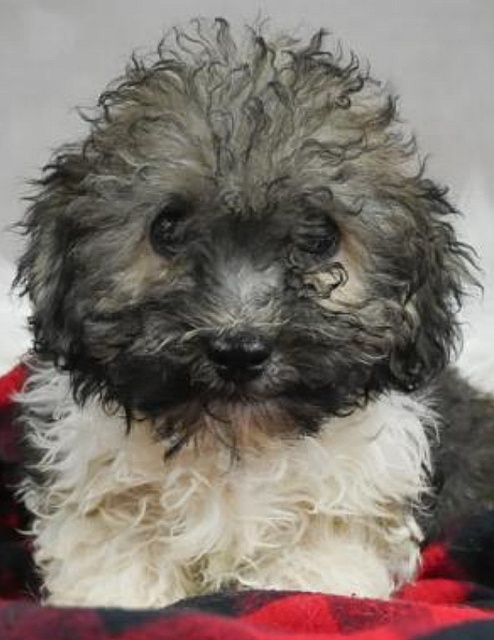 Lancaster Puppies Reviews - 133 Reviews of Lancasterpuppies.com ...