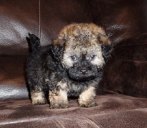 Lancaster Puppies Reviews - 136 Reviews of Lancasterpuppies.com ...