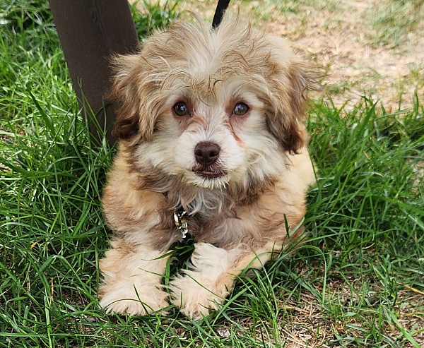 Lancaster Puppies Reviews - 133 Reviews of Lancasterpuppies.com ...