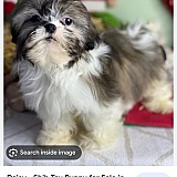 Lancaster Puppies Reviews - Read 41 Customer Reviews of Lancaster ...