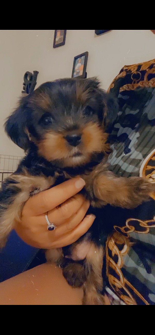 Lancaster Puppies Reviews - 148 Reviews of Lancasterpuppies.com ...