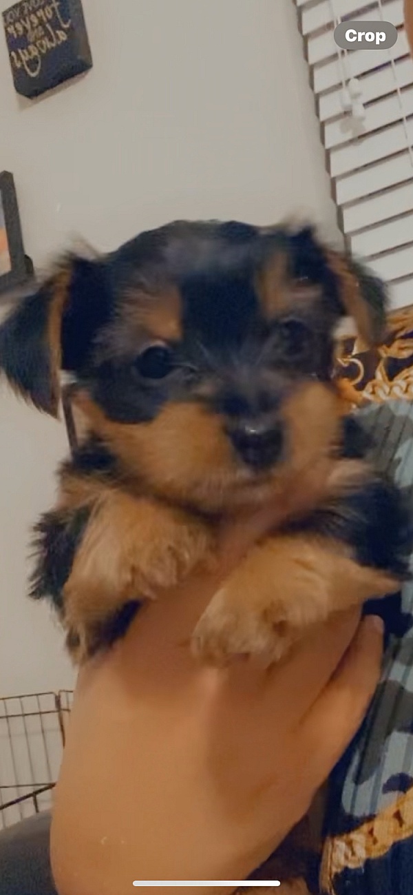 Lancaster Puppies Reviews - 148 Reviews of Lancasterpuppies.com ...