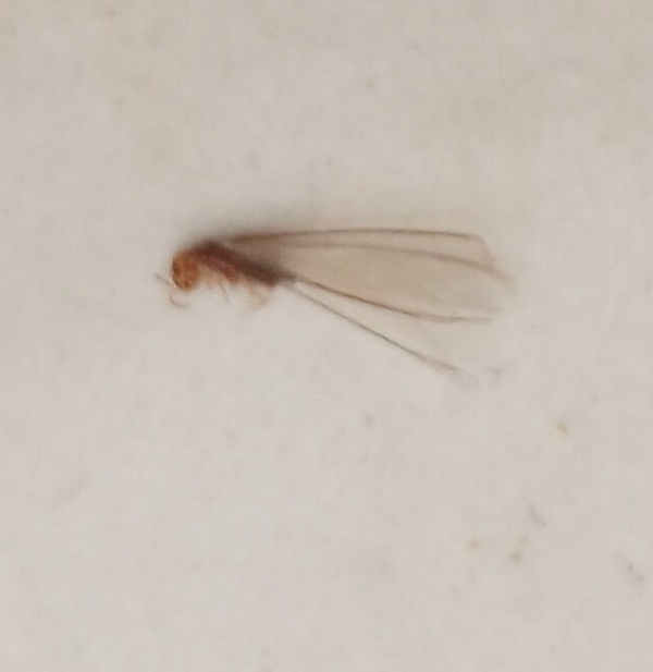 Terminix Reviews - 21 Reviews of Terminix.com | Sitejabber