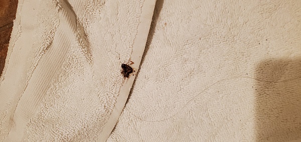 Armed Forces Vacation Club Reviews - 26 Reviews of Afvclub.com | Sitejabber